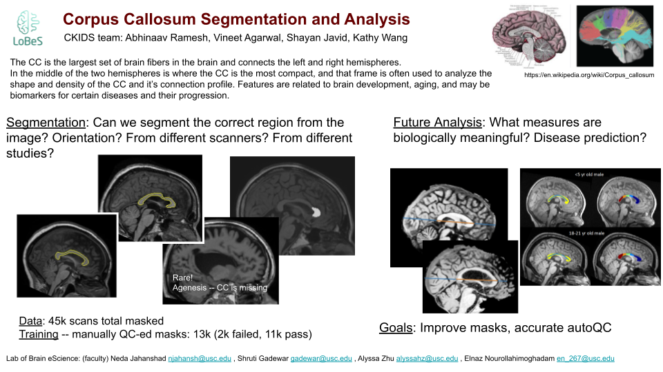 Automatically segmenting and describing the human corpus callosum from ...